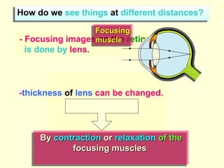 Eye | PPT