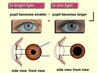 Eye | PPT