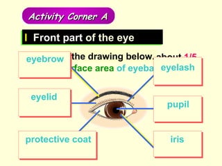 Parts Of The Eye For Grade 2