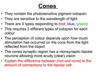 Rods And Cones Functions