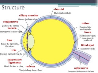 Eye | PPTX | Eye and Vision Conditions | Diseases and Conditions