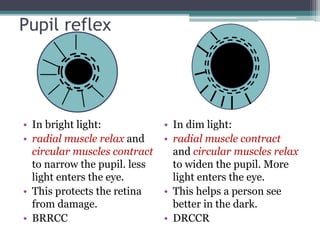 Eye | PPTX | Eye and Vision Conditions | Diseases and Conditions