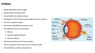 Eye | PPT