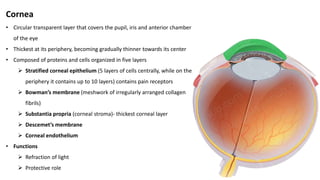 Eye | PPT