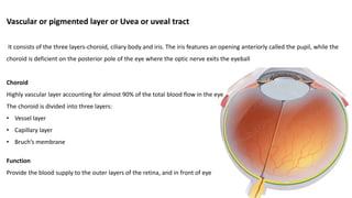 Eye | PPT