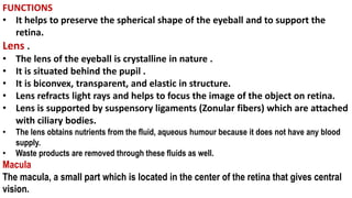 The Human Eye | PPTX
