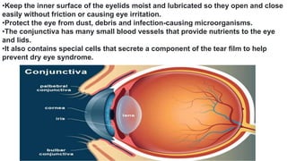 The Human Eye | PPTX