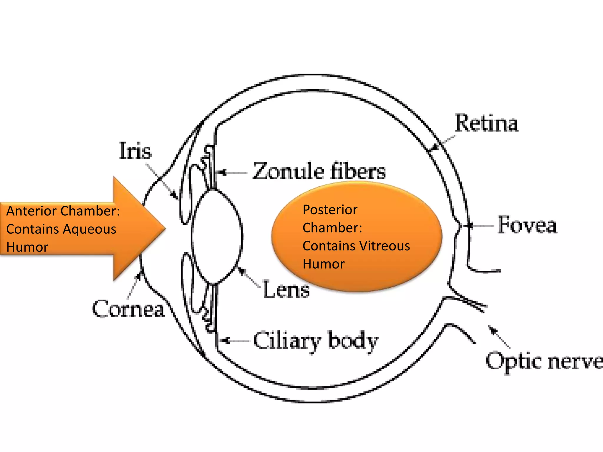 Eye Introduction and its parts | PPTX