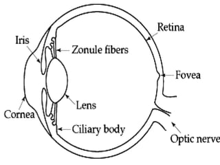 Eye Introduction and its parts | PPTX