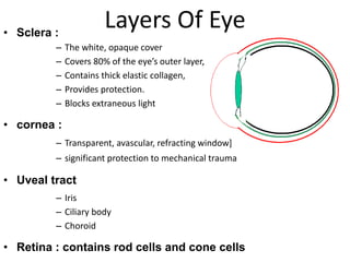 Eye Introduction and its parts | PPTX