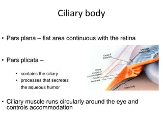 Eye Introduction and its parts | PPTX