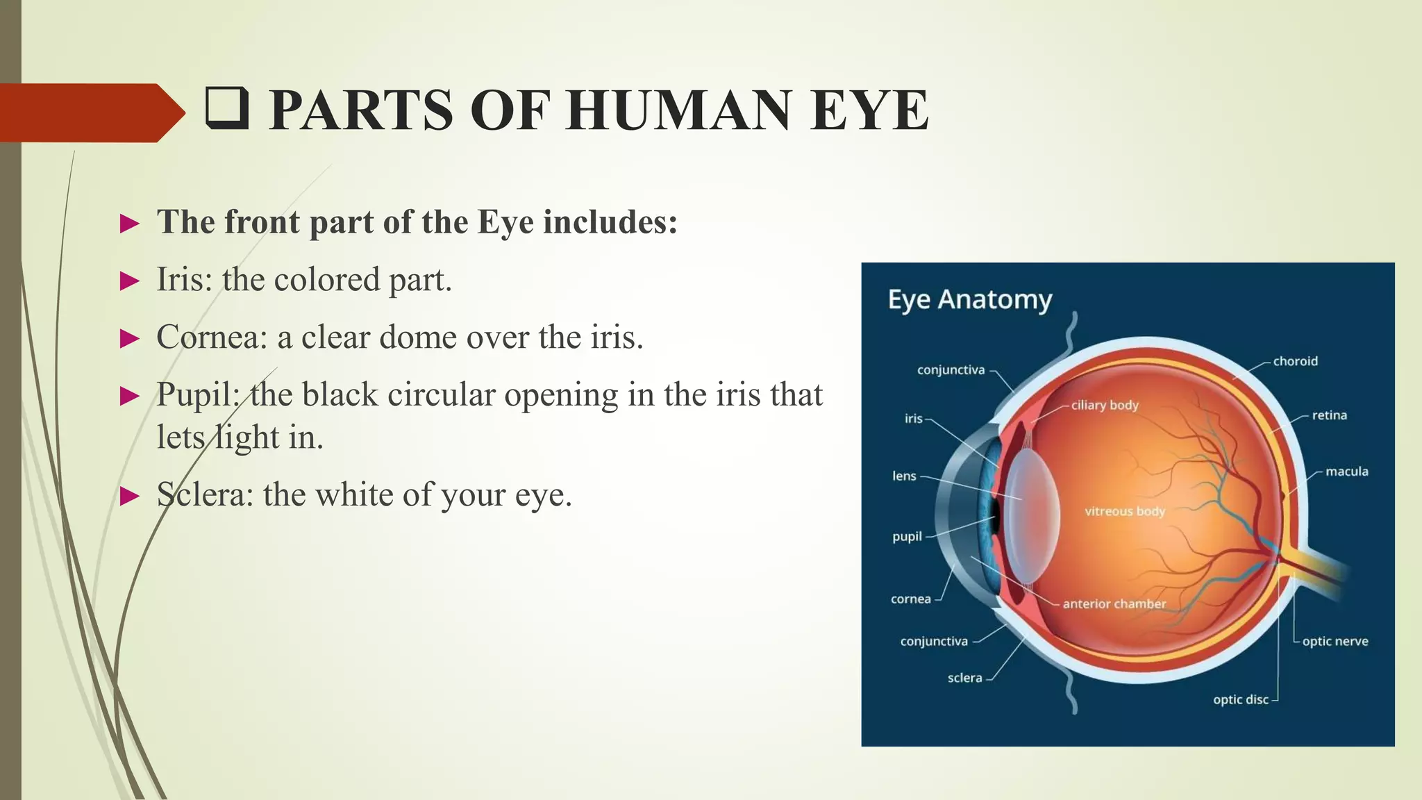 Human Eye | PPTX