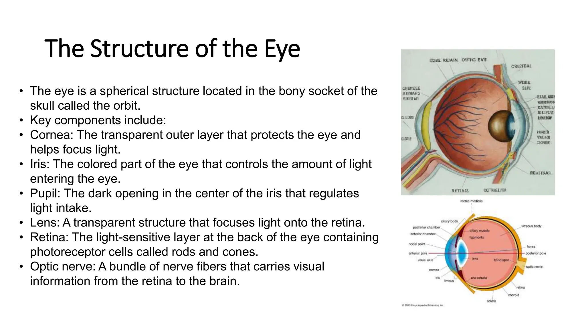 Anatomy and Physiology of eye ppt free download | PPT