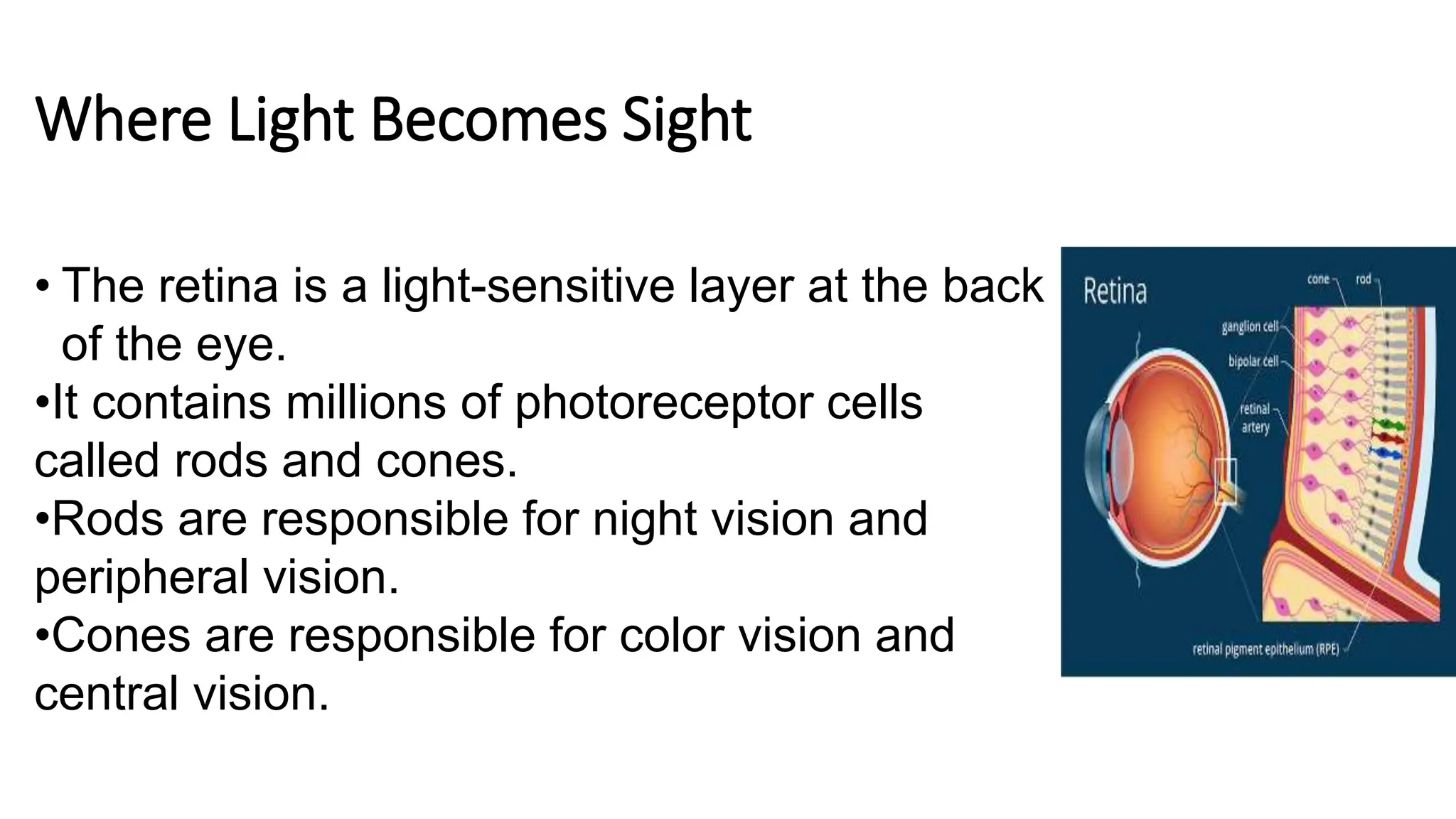 Anatomy and Physiology of eye ppt free download | PPTX