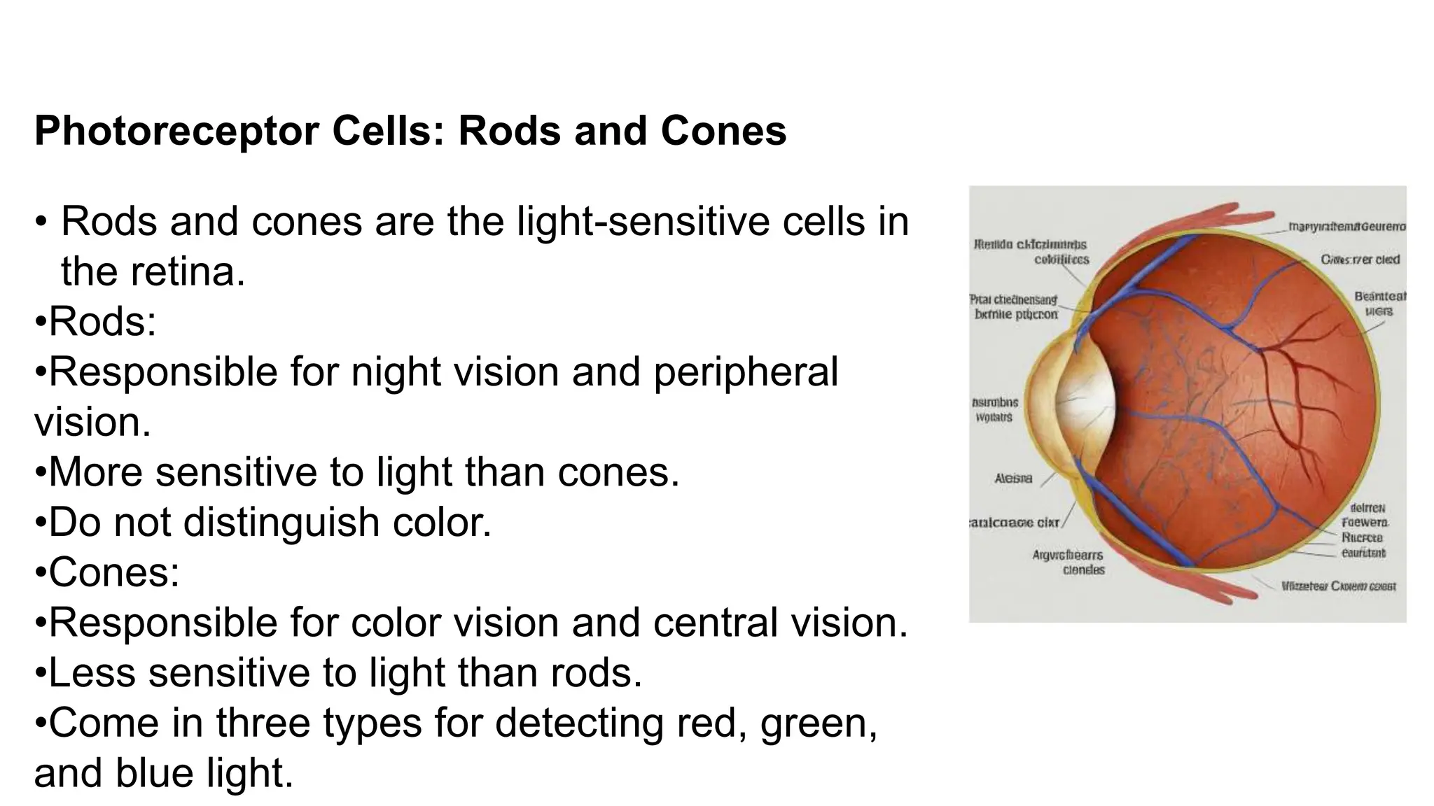 Anatomy and Physiology of eye ppt free download | PPTX