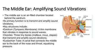 Anatomy and Physiology of eye ppt free download | PPT