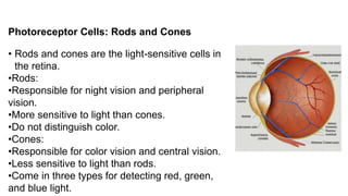 Anatomy and Physiology of eye ppt free download | PPTX