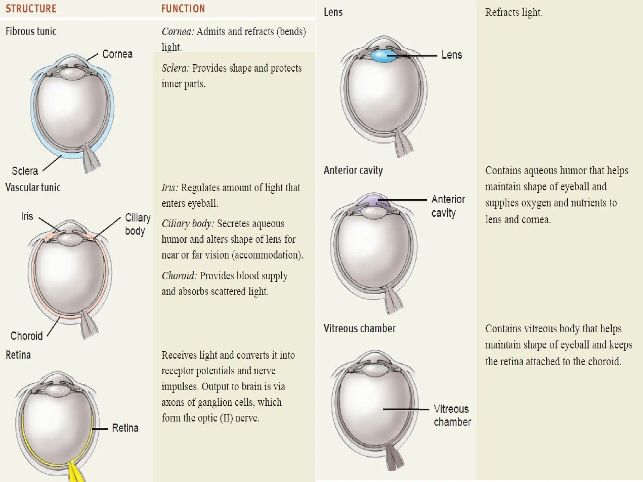 EYE SENSE ORGAN ANATOMY AND PHYSIOLOGY.pptx