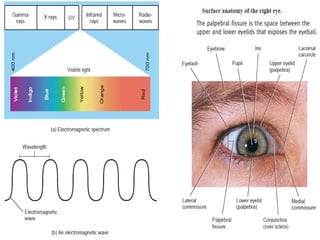 EYE SENSE ORGAN ANATOMY AND PHYSIOLOGY.pptx
