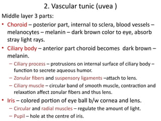 EYE SENSE ORGAN ANATOMY AND PHYSIOLOGY.pptx