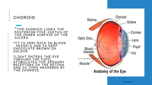 EYEthe visual organ. its structure and its blood supply pdf | PPT