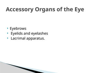 Understanding the Structure and Functions of the Eye in Human ...