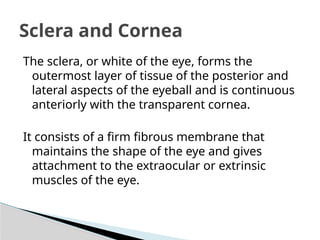 Understanding the Structure and Functions of the Eye in Human ...
