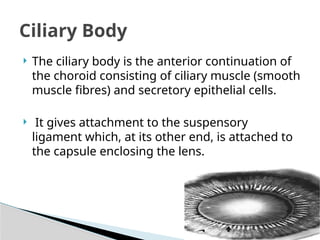 Understanding the Structure and Functions of the Eye in Human Physiolo ...