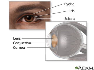 Understanding the Structure and Functions of the Eye in Human Physiolo ...