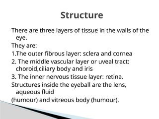 Understanding the Structure and Functions of the Eye in Human Physiolo ...
