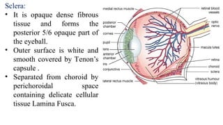Eye anatomy with detail description.pptx
