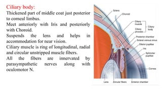 Eye anatomy with detail description.pptx