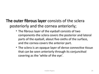Structure and Functions of the Eye of the human | PPTX