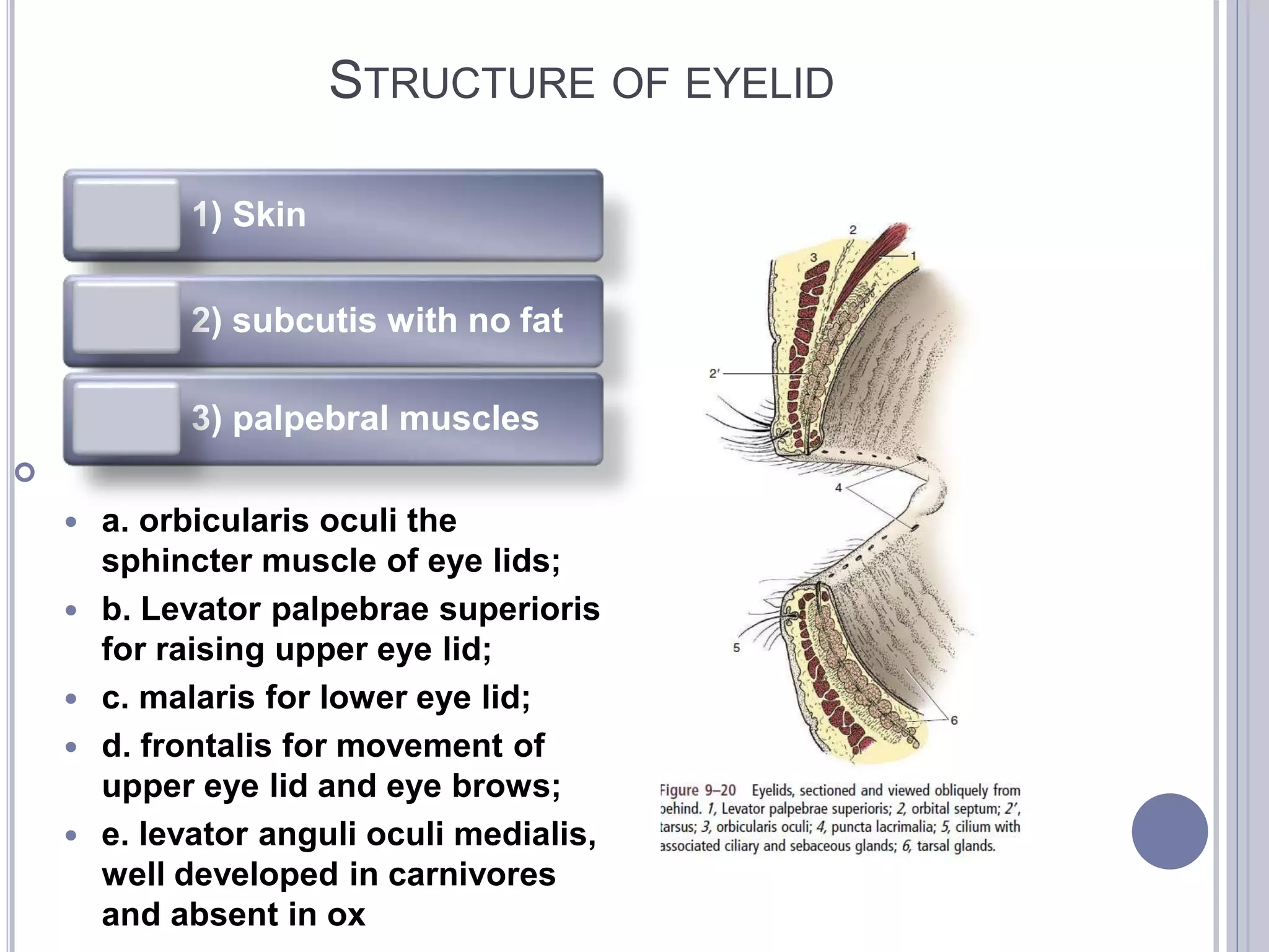 Eye accessory structures | PPTX