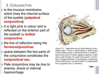 Eye accessory structures | PPTX