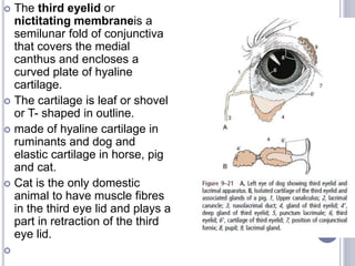 Eye accessory structures | PPTX