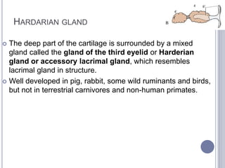 Eye accessory structures | PPTX