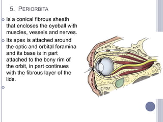 Eye accessory structures | PPTX