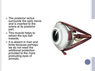 Eye accessory structures | PPTX