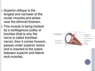 Eye accessory structures | PPTX