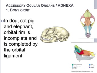 Eye accessory structures | PPTX