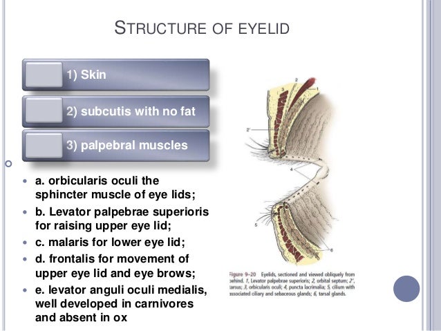 [DIAGRAM] Eye Accessory Structures Diagram - MYDIAGRAM.ONLINE