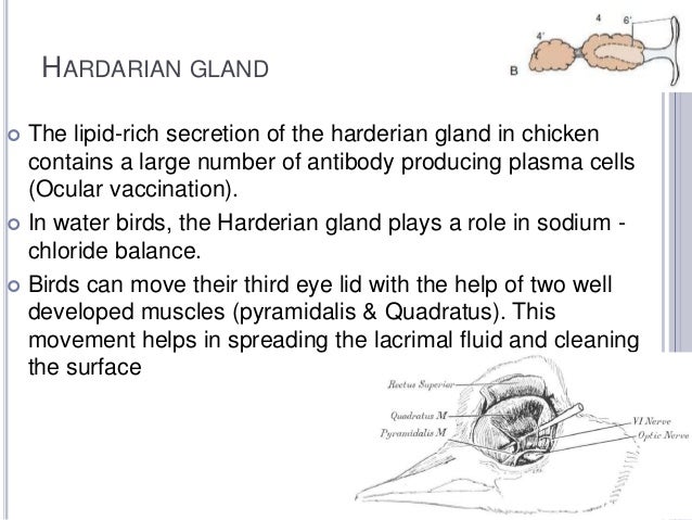 Eye accessory structures