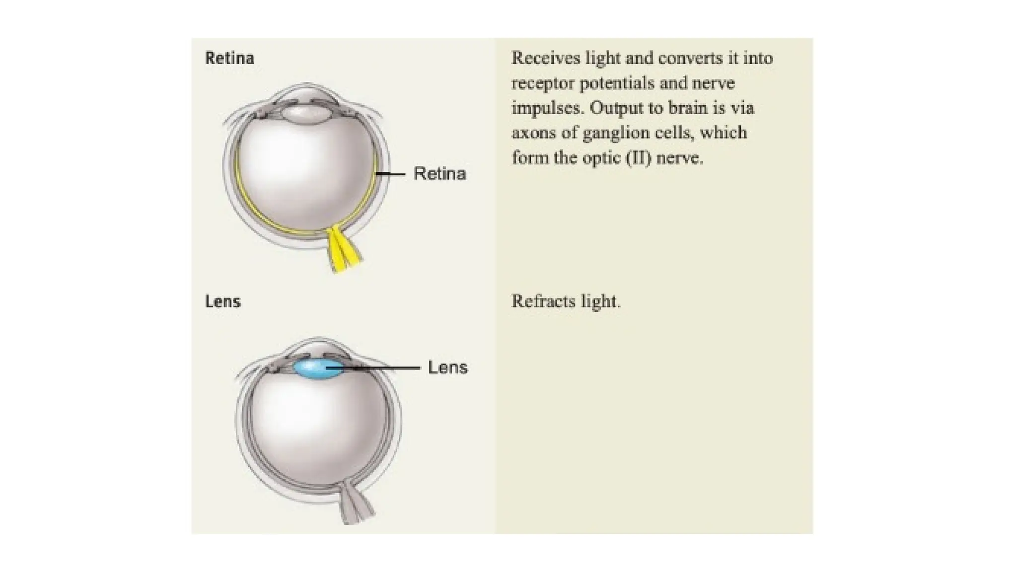 Eye Anatomy and Physiology: Exploring the Structure, Function, and ...