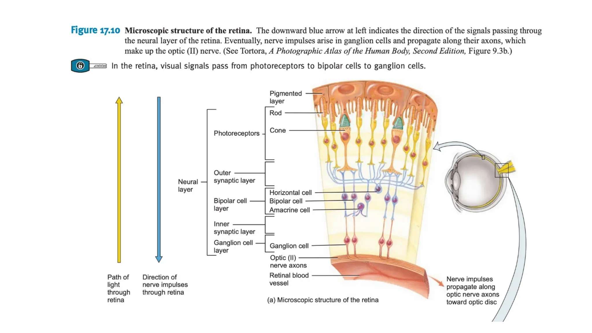 Eye Anatomy and Physiology: Exploring the Structure, Function, and ...