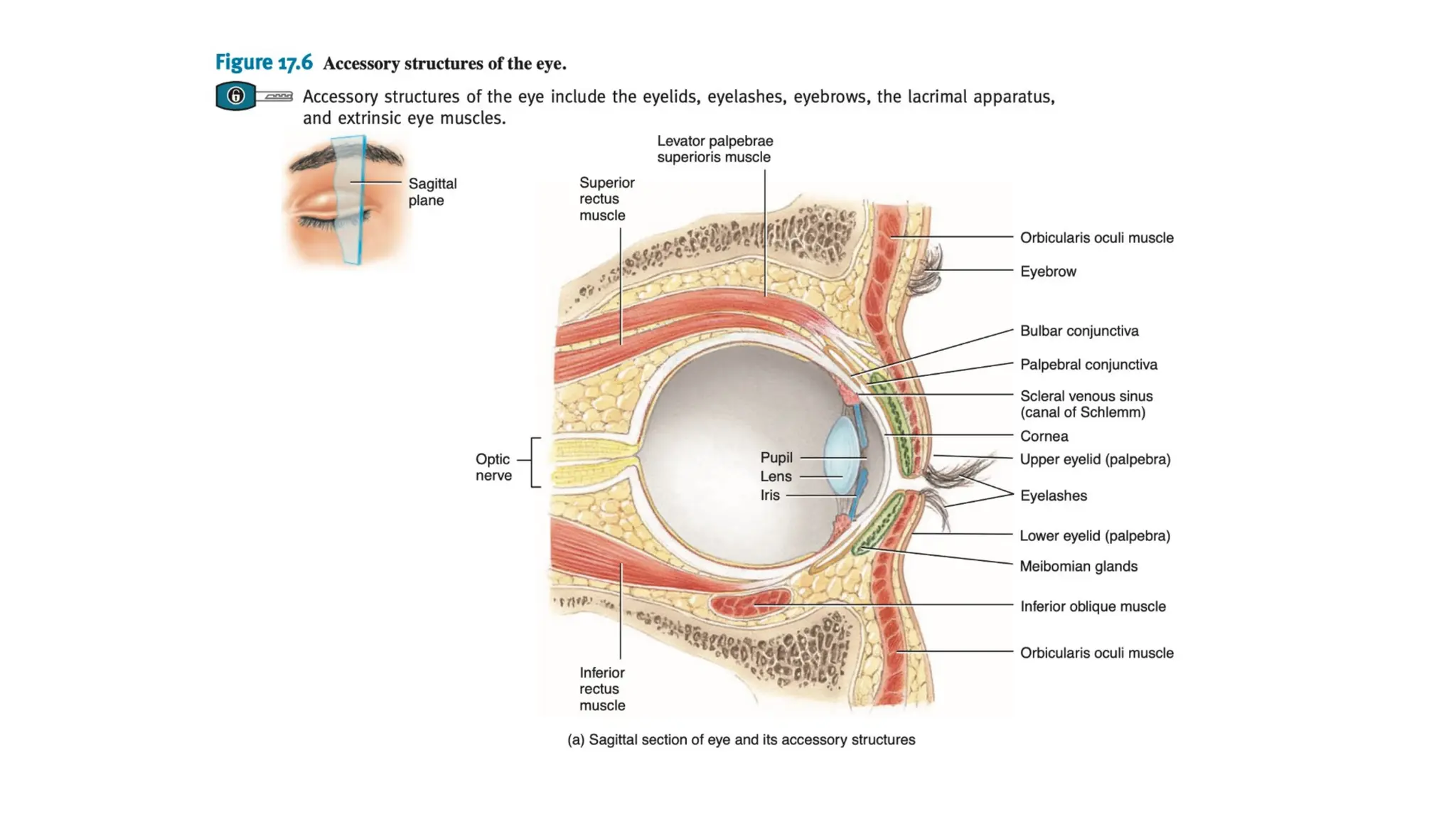 Eye Anatomy and Physiology: Exploring the Structure, Function, and Mechanisms Behind Vision and ...