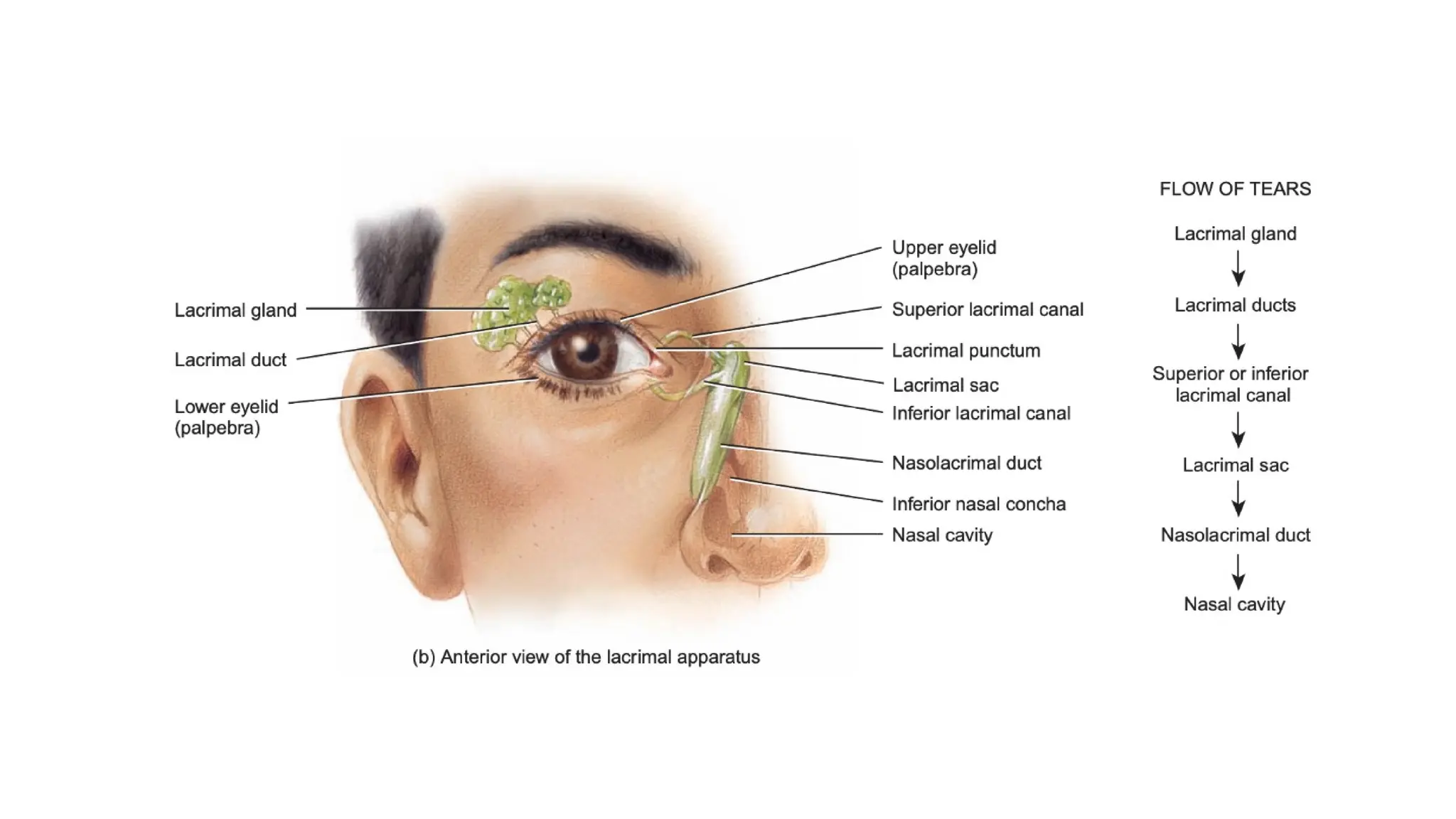 Eye Anatomy and Physiology: Exploring the Structure, Function, and ...