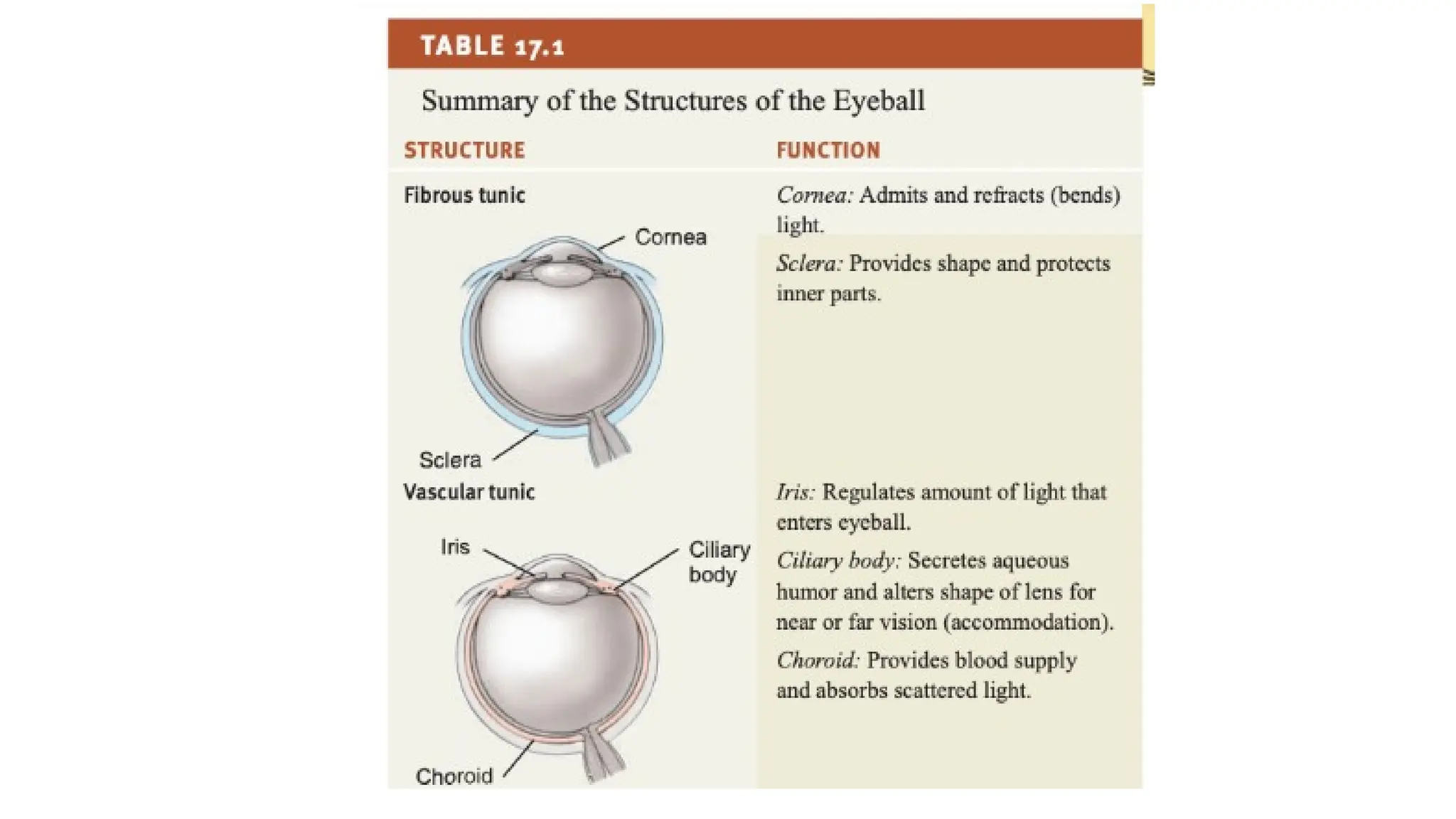 Eye Anatomy and Physiology: Exploring the Structure, Function, and ...