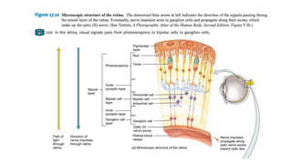 Eye Anatomy and Physiology: Exploring the Structure, Function, and ...