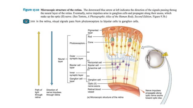 Eye Anatomy and Physiology: Exploring the Structure, Function, and Mechanisms Behind Vision and ...